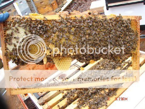 The quality of queens raised from emergency cells? | Beesource Beekeeping Forums